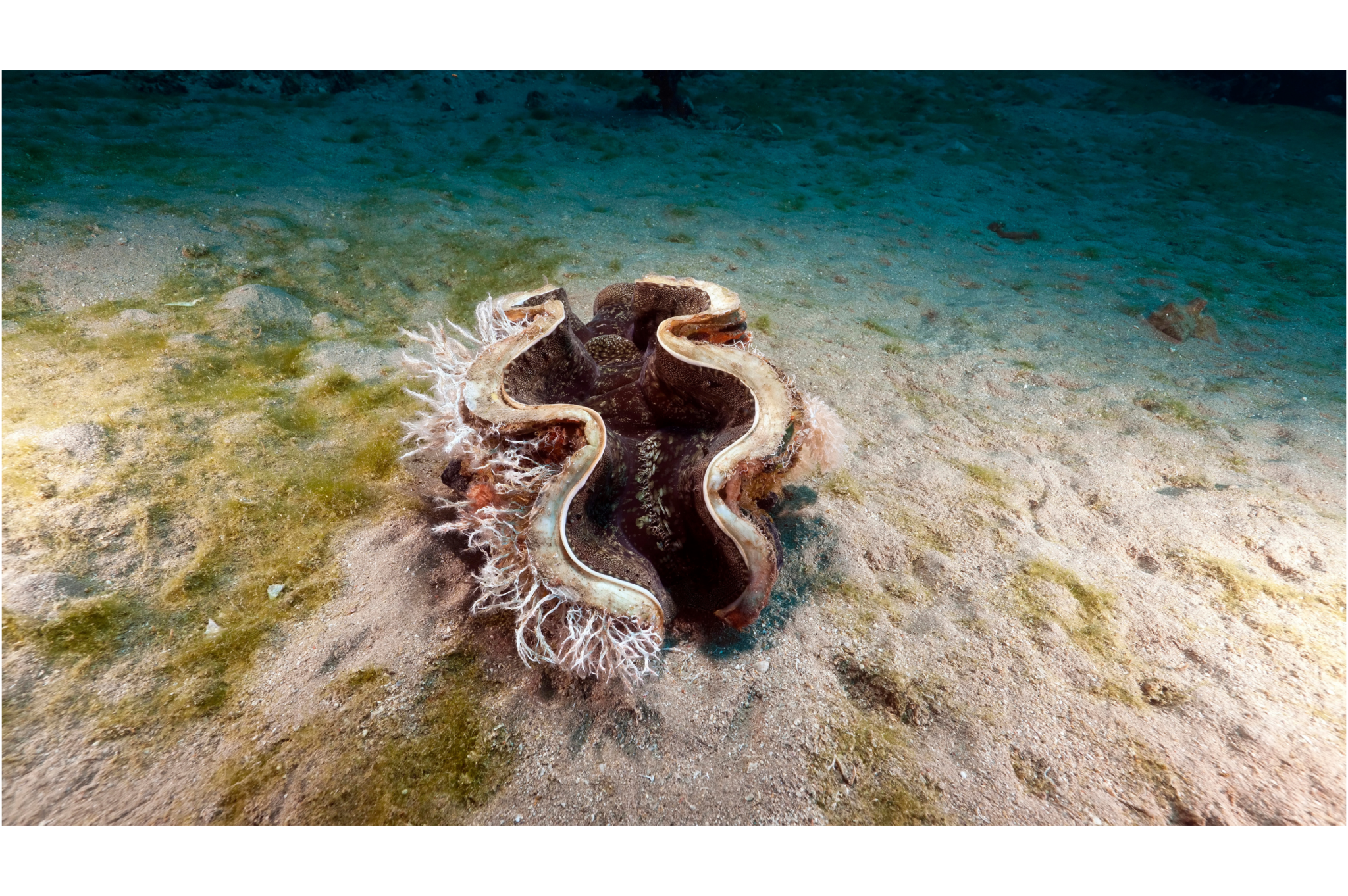 From Sea to Sky: Giant Clams and the Future of Solar Energy - Animals ...