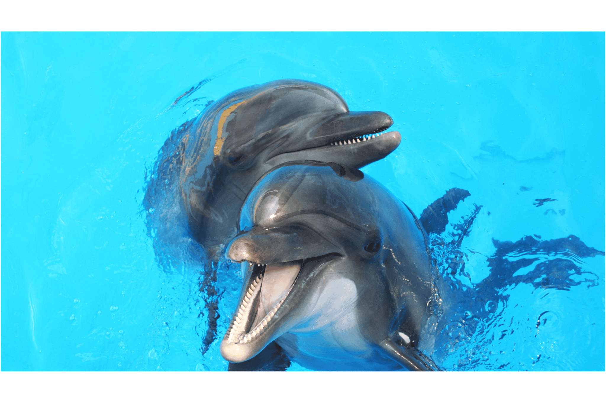 Dolphins and Their ‘Puff’ Addiction- What Is Going On Underwater ...