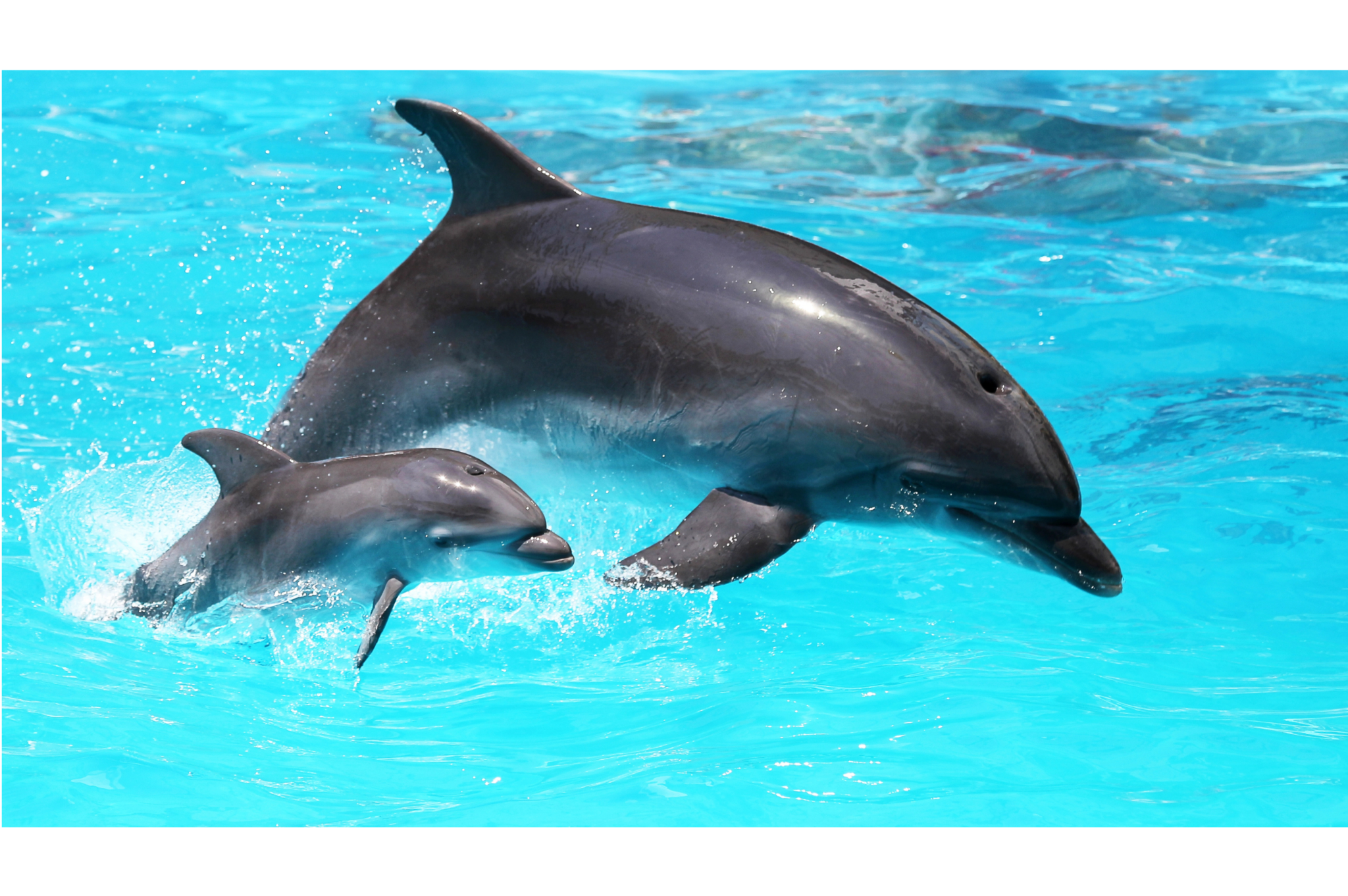 Dolphins and Their ‘Puff’ Addiction- What Is Going On Underwater ...