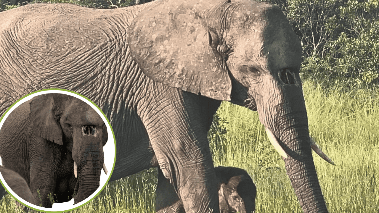 Resilient Elephant with A Hole in Her Head Continues to Survive and ...