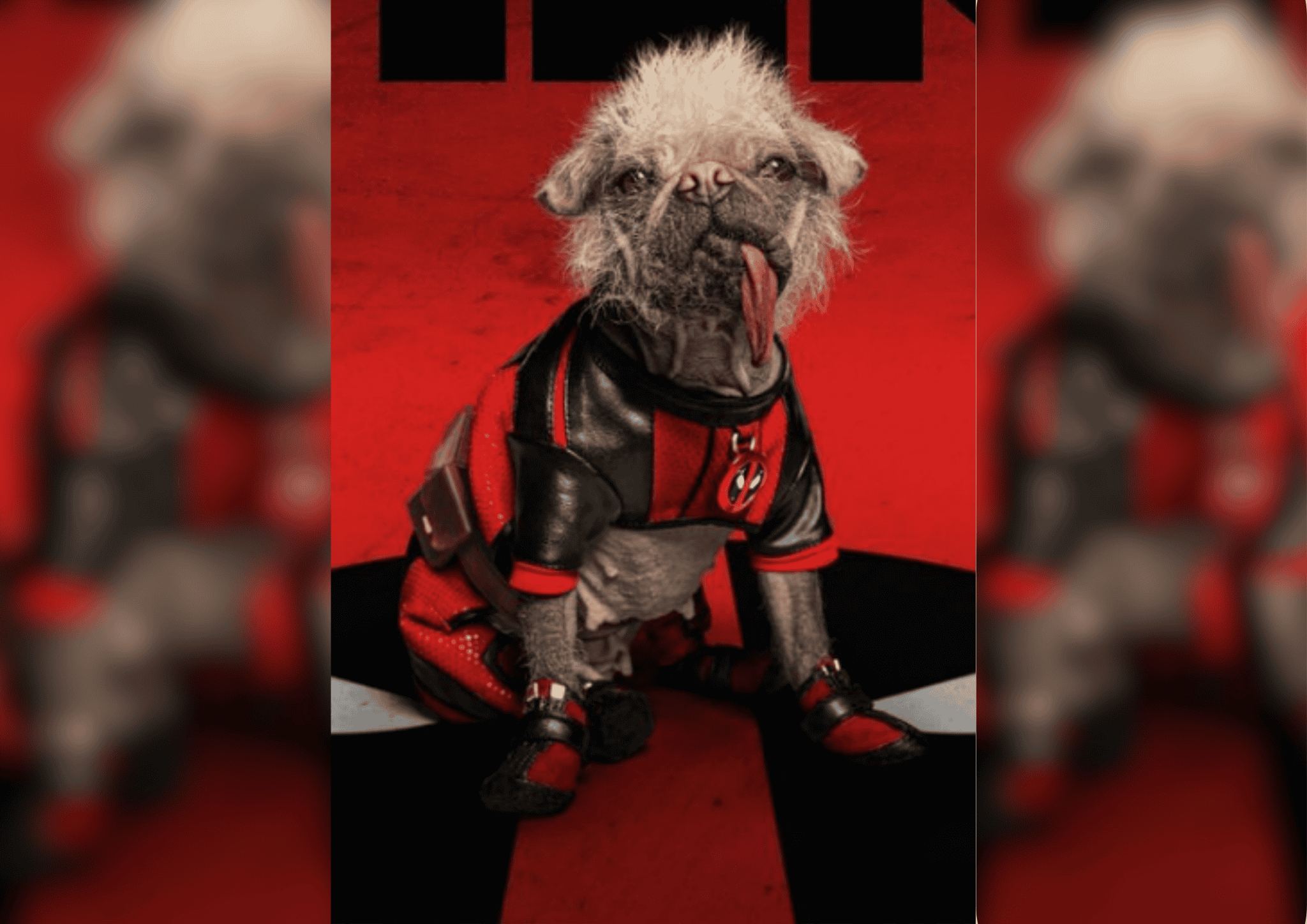 UK's Ugliest Dog Who Nobody Wanted is Now Dogpool in Marvel’s Deadpool ...