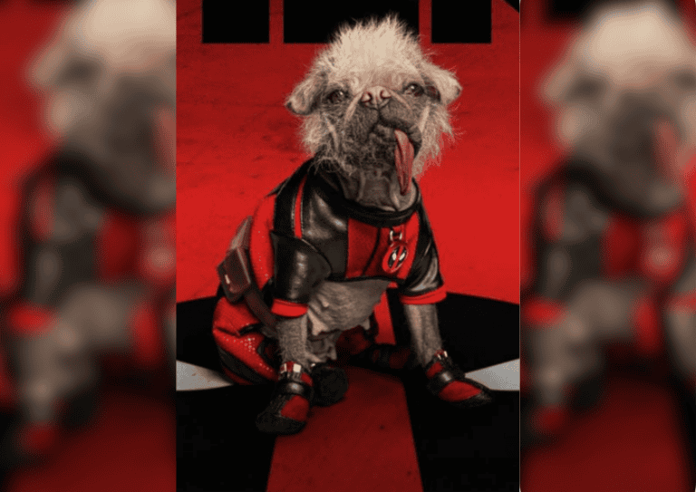 UK's Ugliest Dog Who Nobody Wanted is Now Dogpool in Marvel’s Deadpool ...