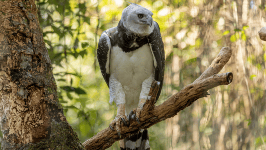 The Harpy Eagle’s Talons Are Stronger Than a Bear’s Claws - Animals ...