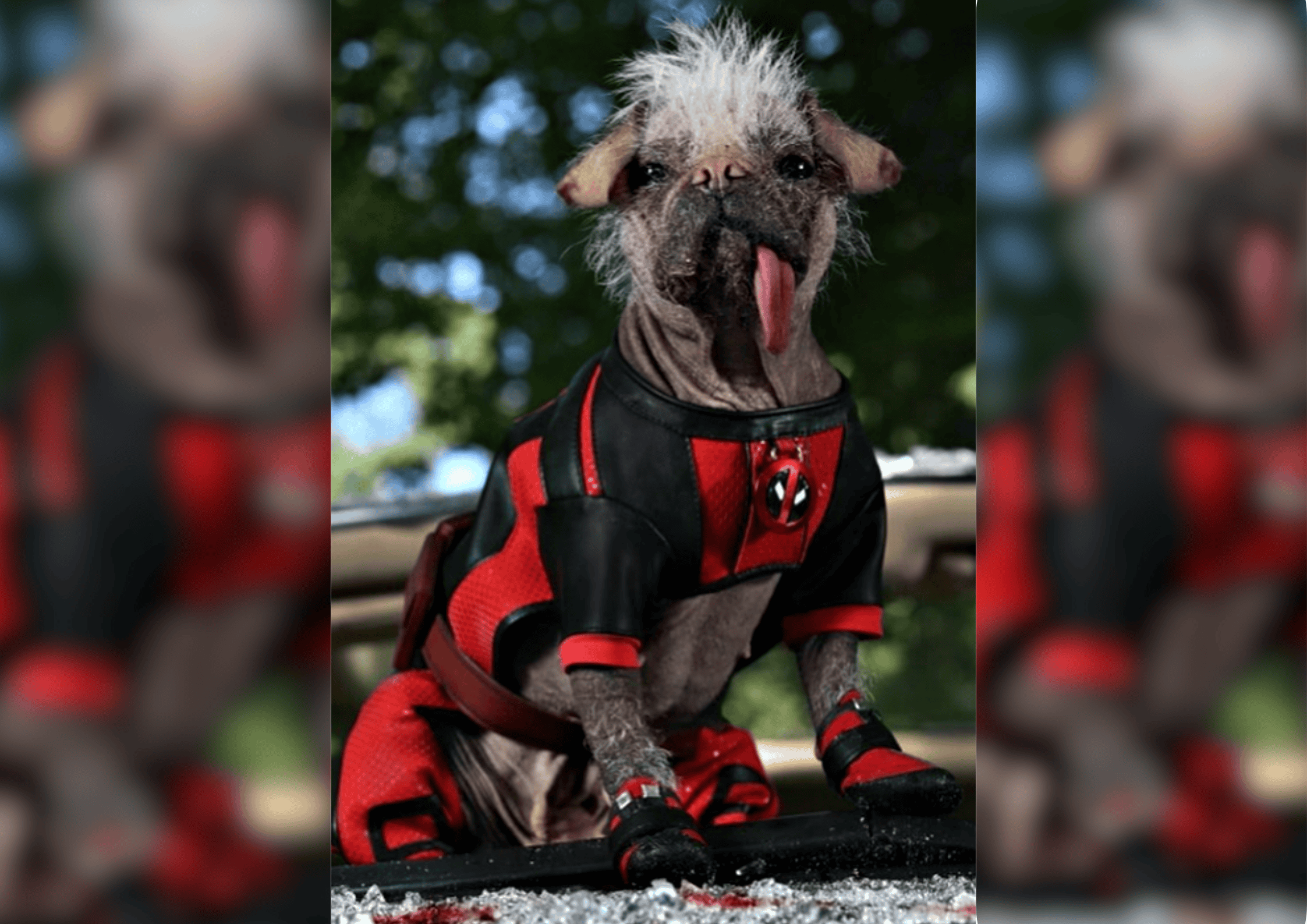 UK's Ugliest Dog Who Nobody Wanted is Now Dogpool in Marvel’s Deadpool ...