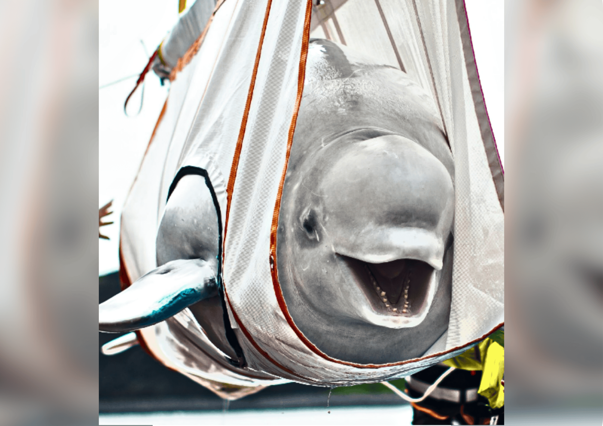 After Years in Captivity, Two Beluga Whales Smile While Transported ...