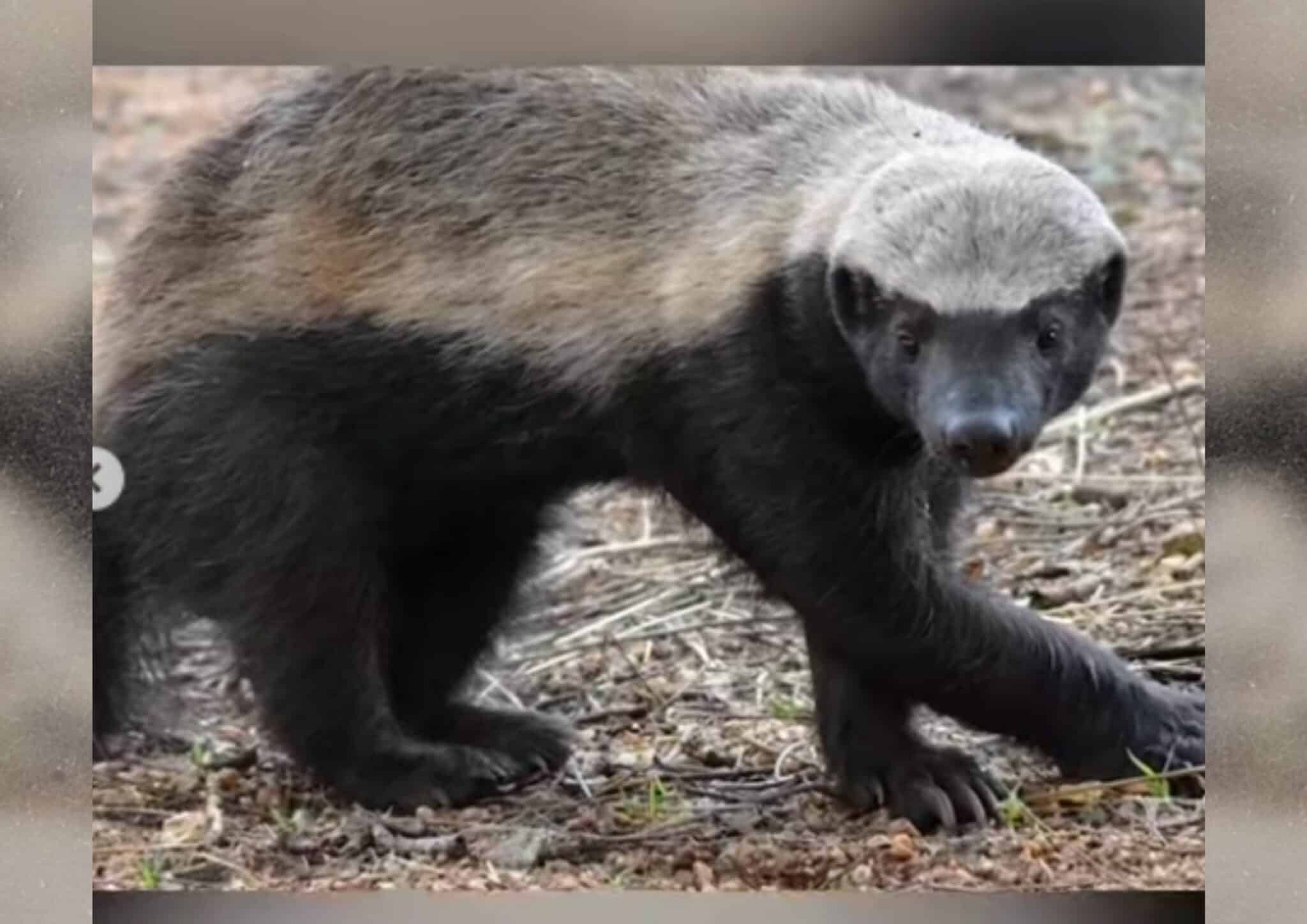 The Honey Badger as Nature's Fearless Warrior