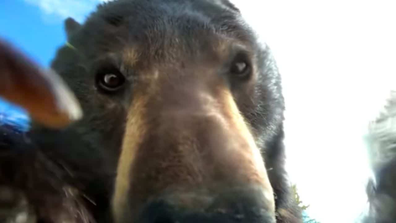 Astonishing GoPro Footage Reveals After Being Left In Snow For 4 Months ...
