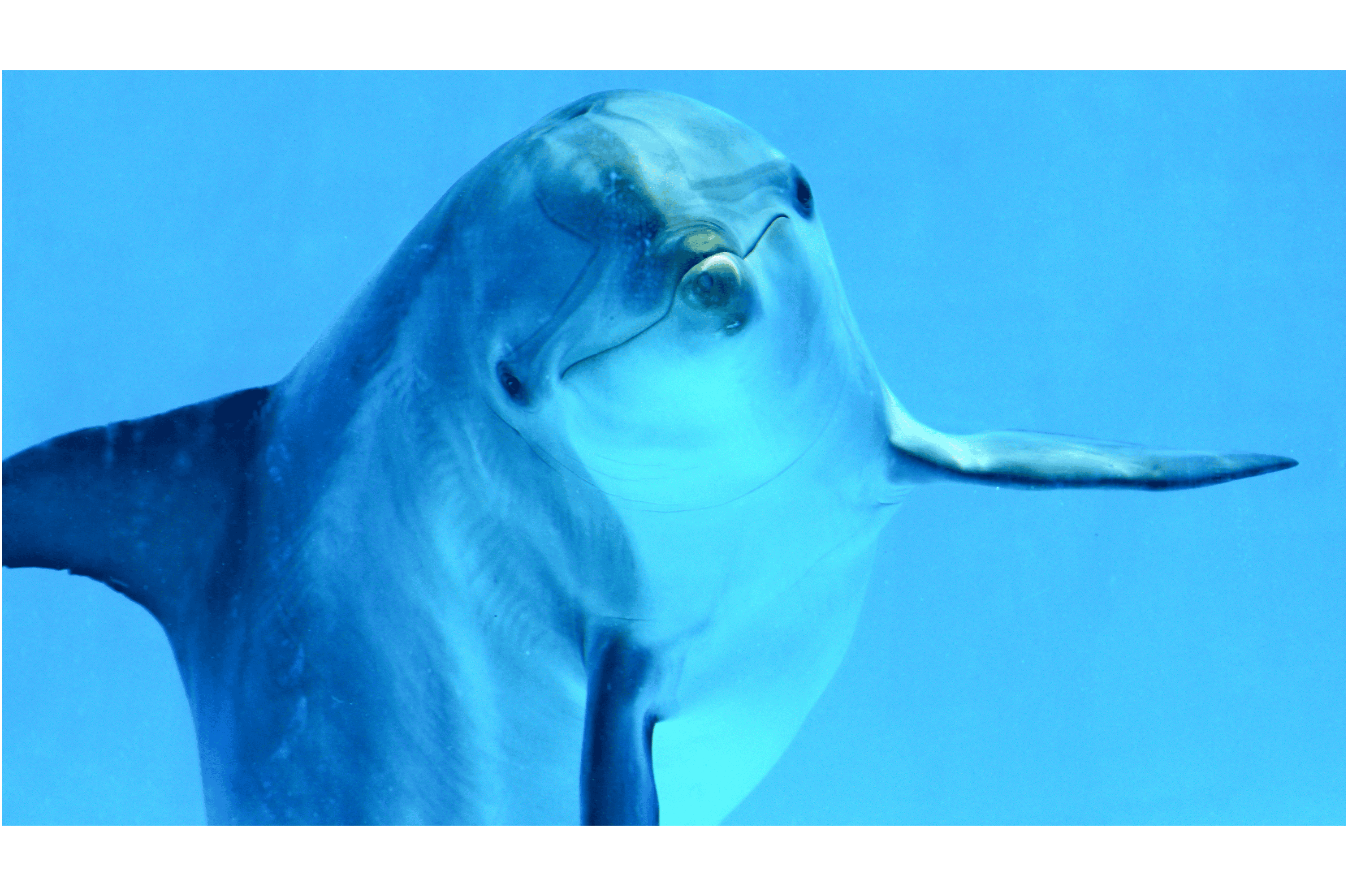Dolphins and Their ‘Puff’ Addiction- What Is Going On Underwater ...