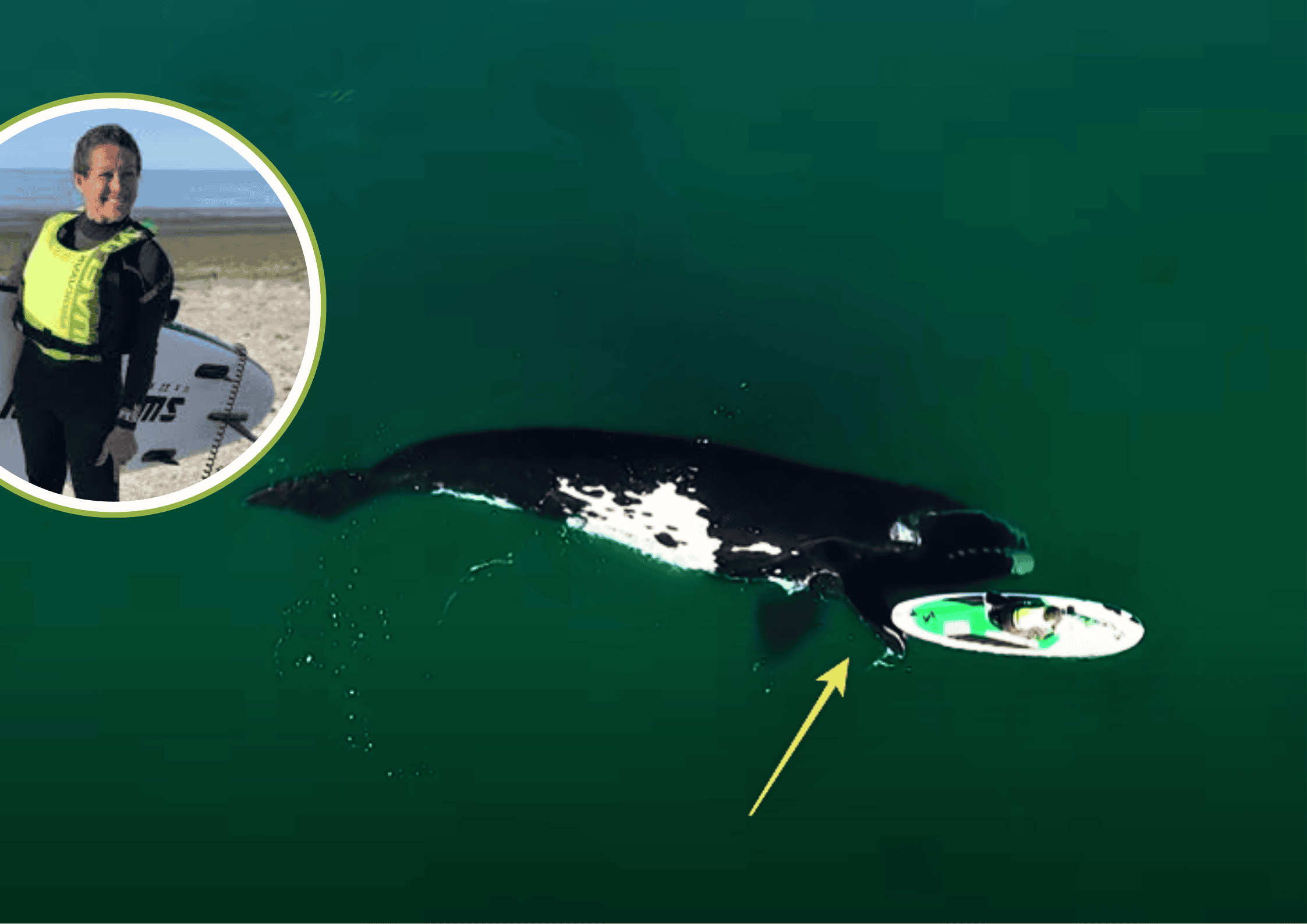 The Amazing Moment a Southern Right Whale Interacts with A ...