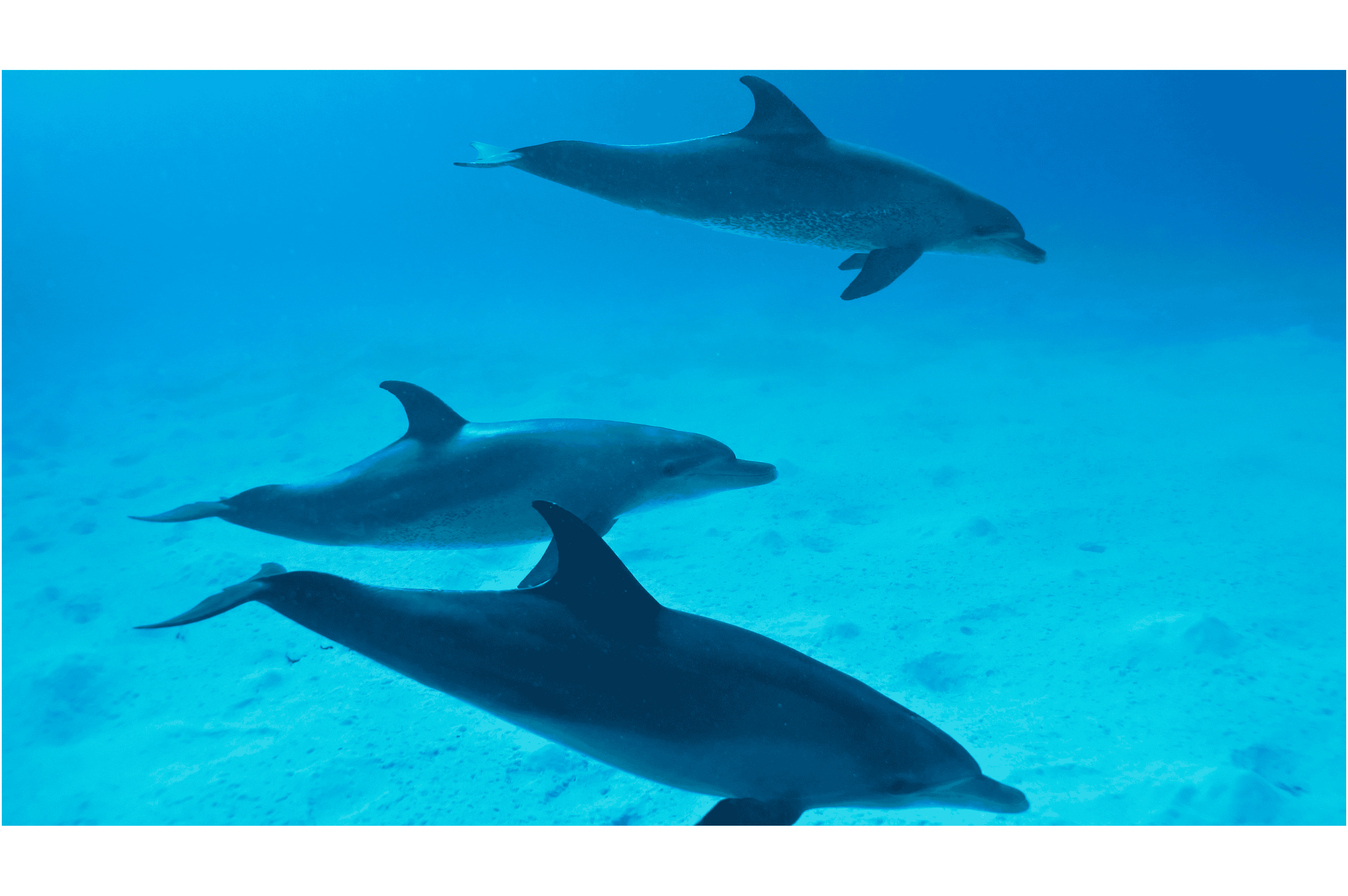 Dolphins and Their ‘Puff’ Addiction- What Is Going On Underwater ...