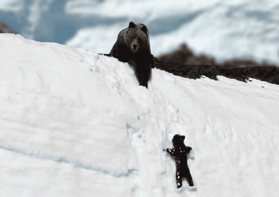 Is This Viral Footage of a Bear Cub Climbing a Steep Snowy Slope ...