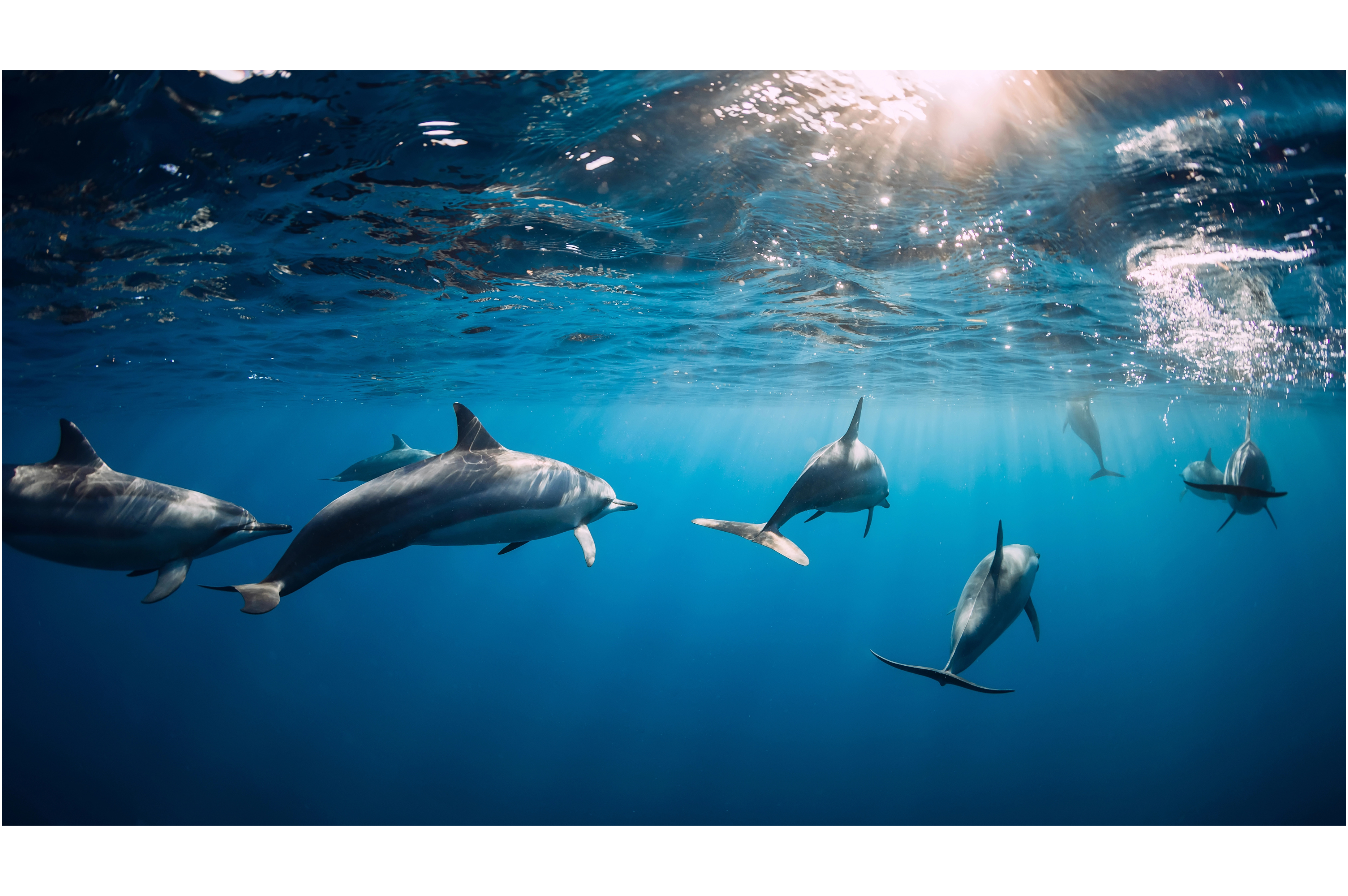 Dolphins and Their ‘Puff’ Addiction- What Is Going On Underwater ...