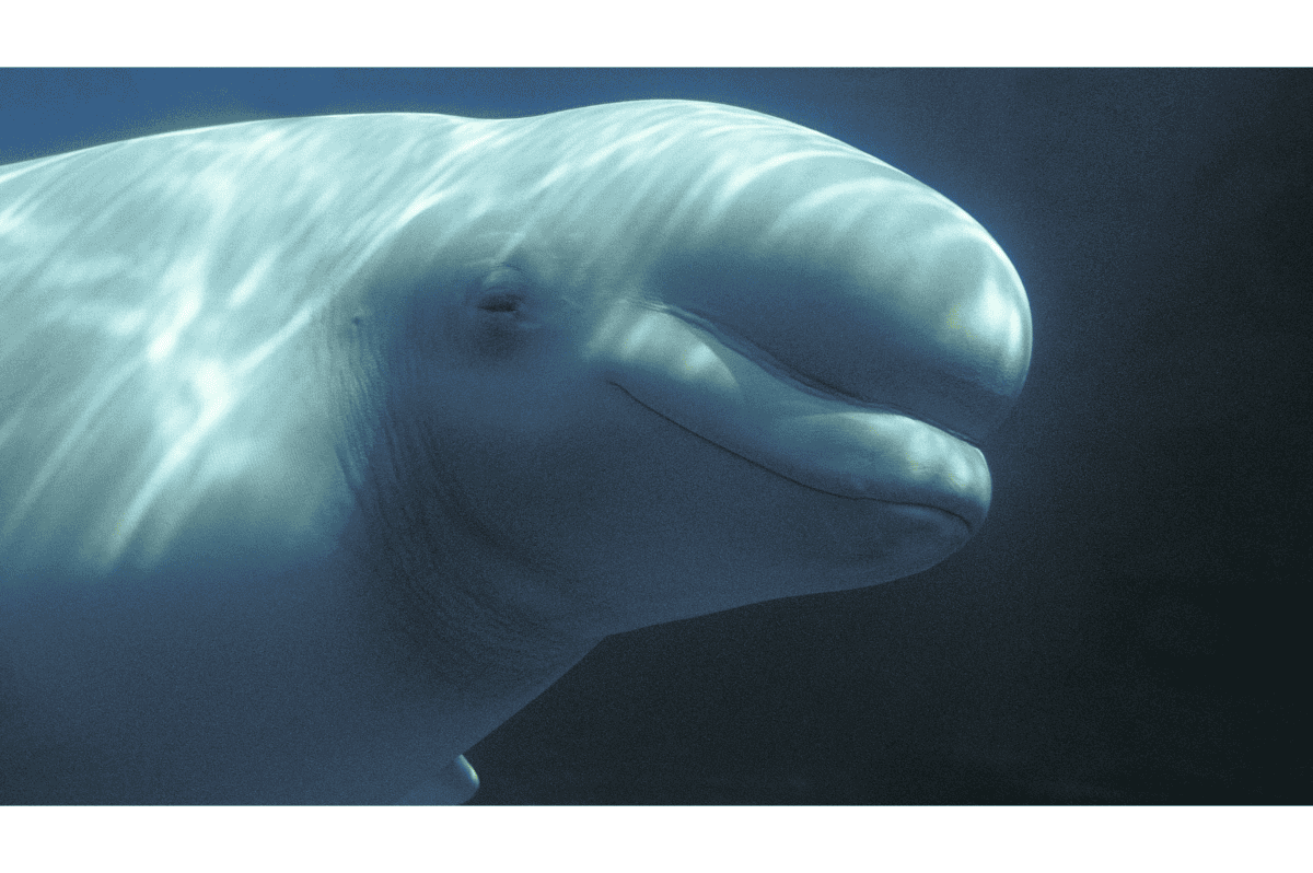 Beluga Whales: The Squishy-Headed Sea Clowns That Flirt With Their ...