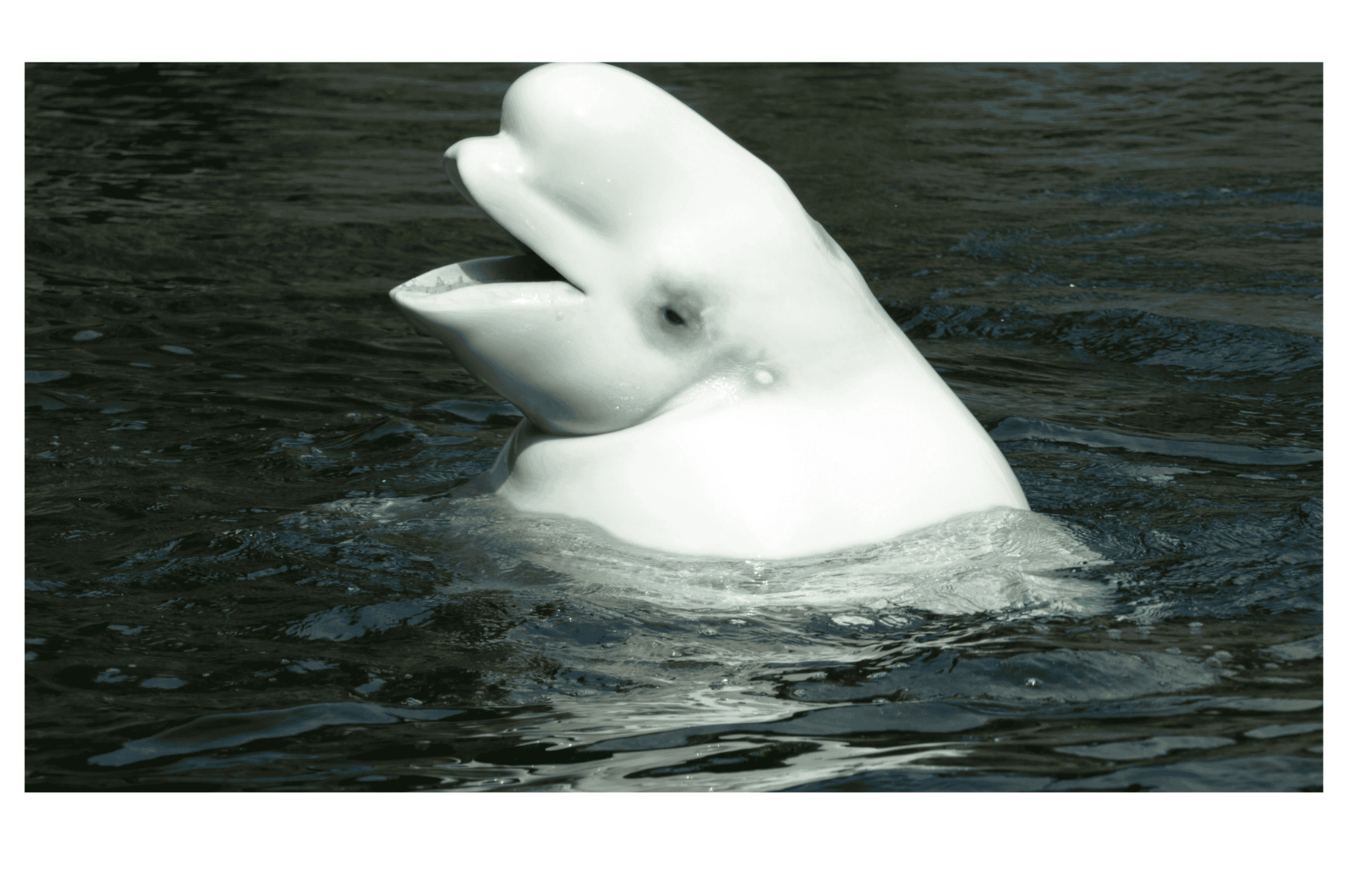 Beluga Whales: The Squishy-Headed Sea Clowns That Flirt With Their ...
