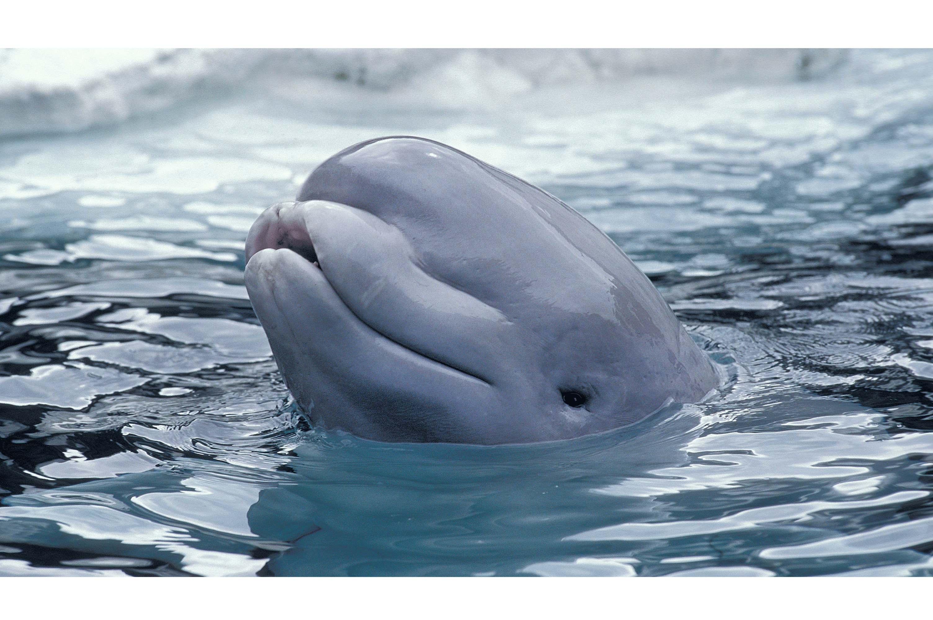 Beluga Whales: The Squishy-Headed Sea Clowns That Flirt With Their ...