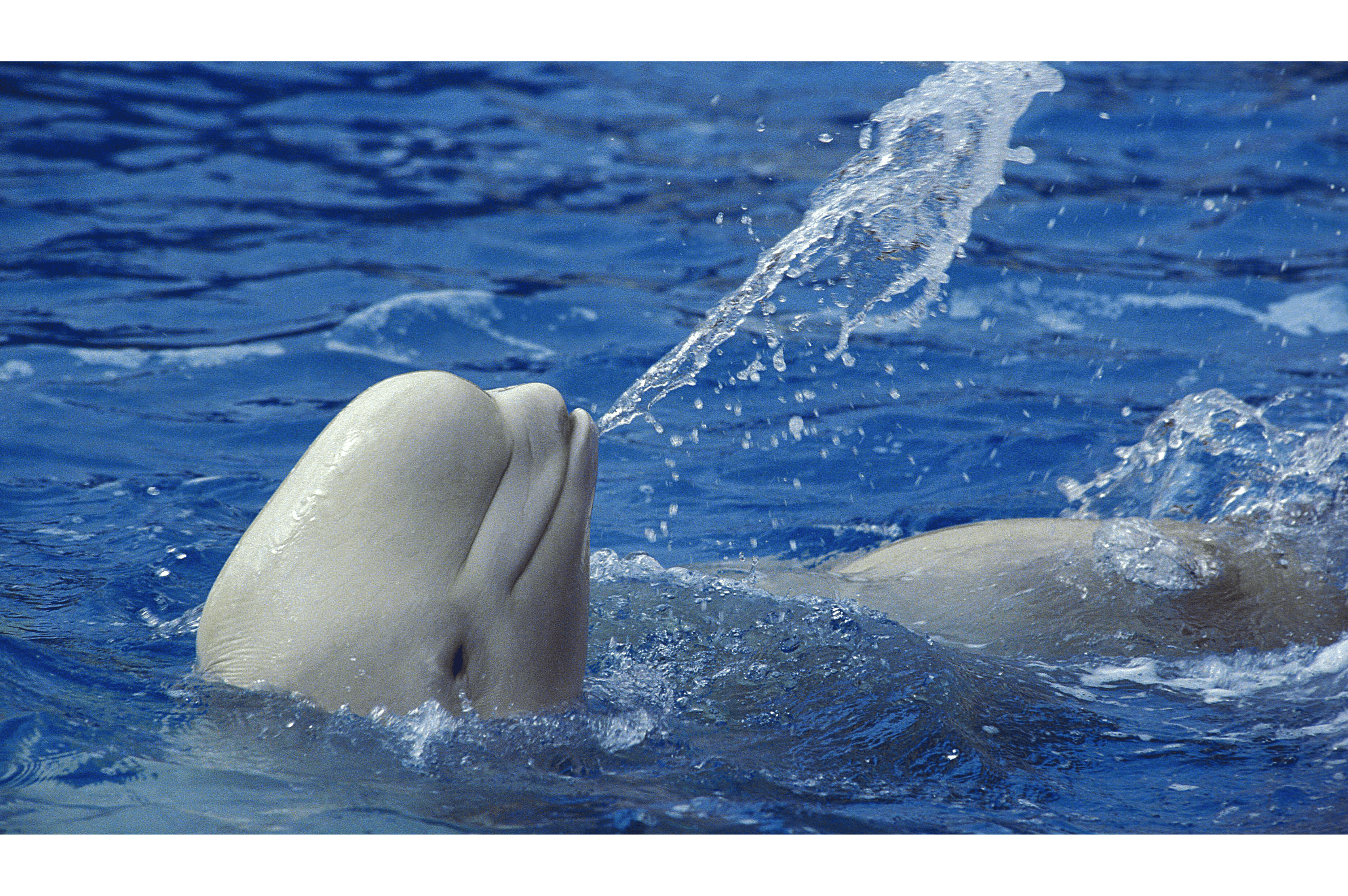 Beluga Whales: The Squishy-Headed Sea Clowns That Flirt With Their ...