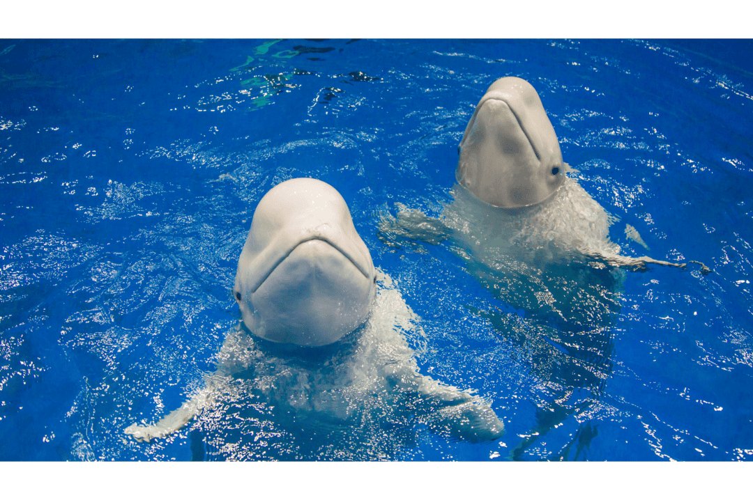 Beluga Whales: The Squishy-Headed Sea Clowns That Flirt With Their ...