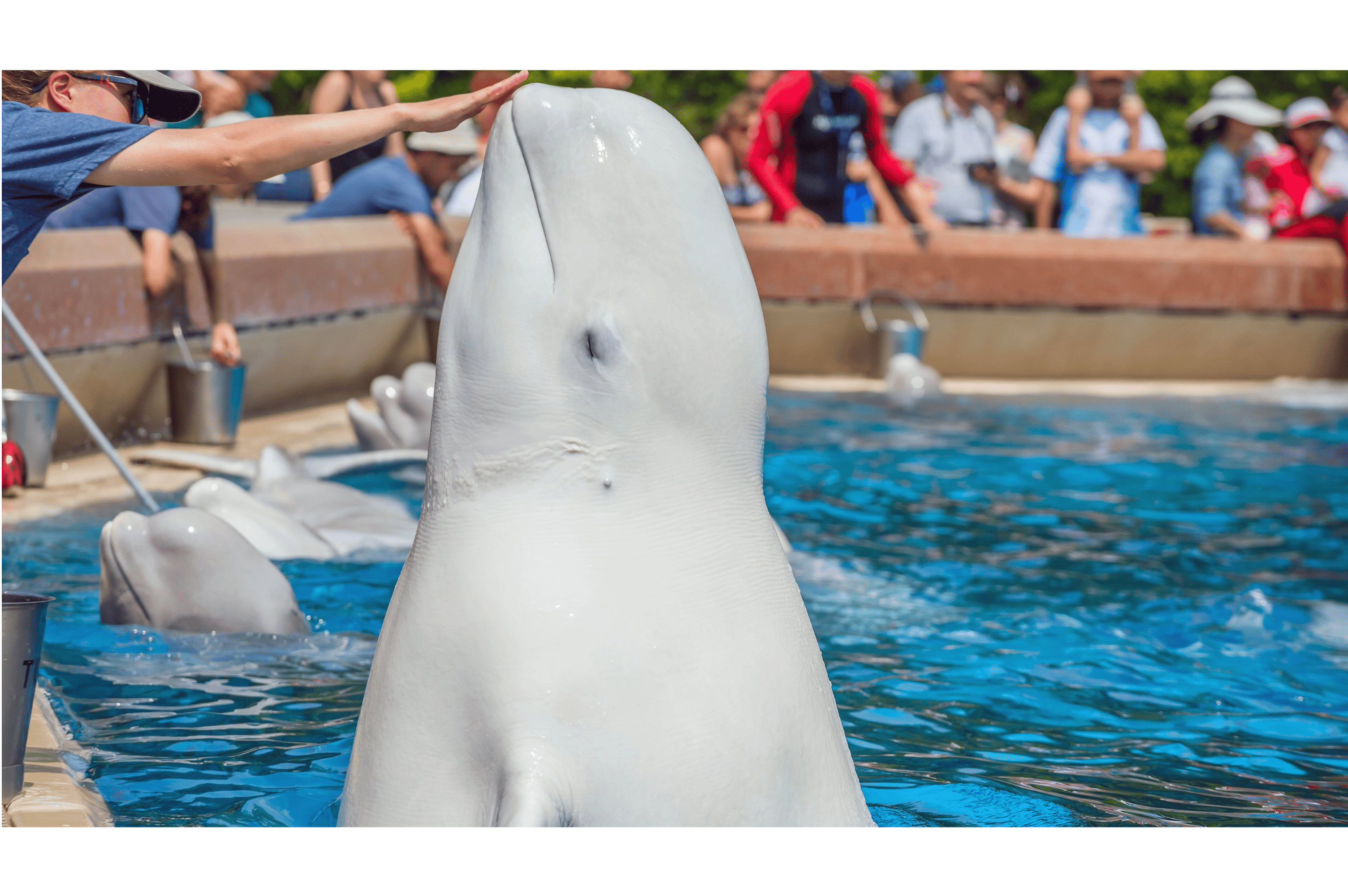 Beluga Whales: The Squishy-Headed Sea Clowns That Flirt With Their ...