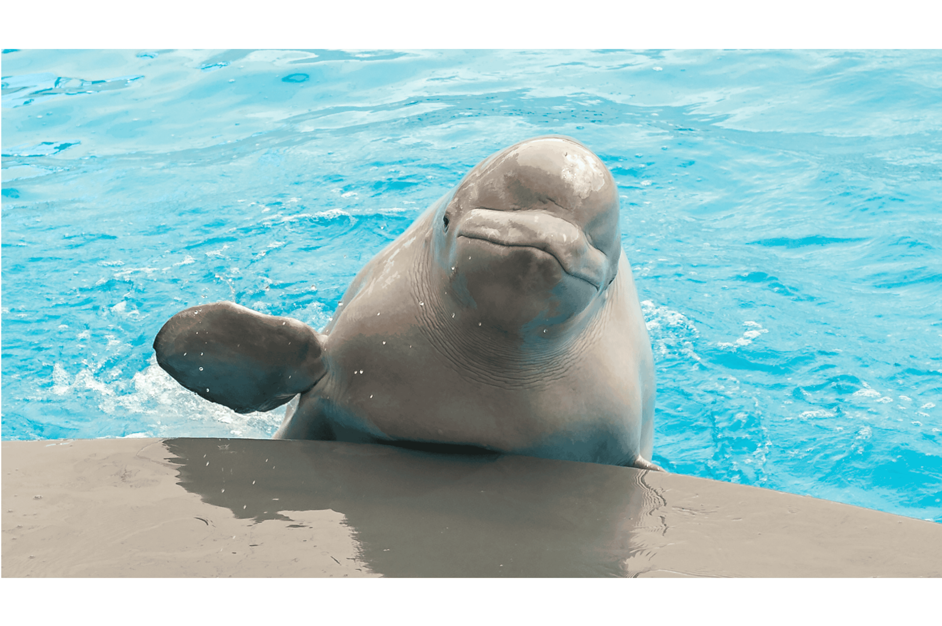 Beluga Whales: The Squishy-Headed Sea Clowns That Flirt With Their ...