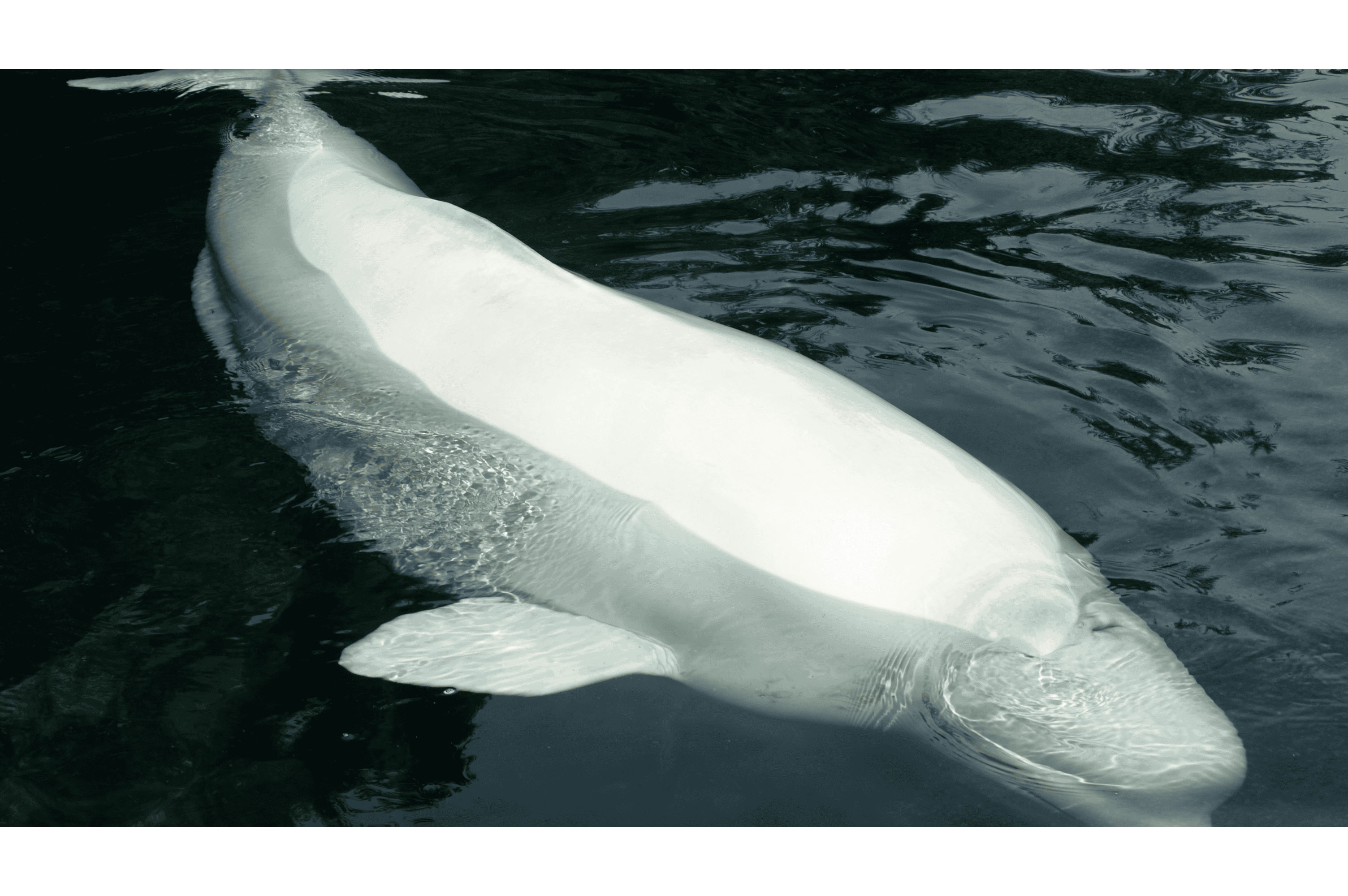 Beluga Whales: The Squishy-Headed Sea Clowns That Flirt With Their ...