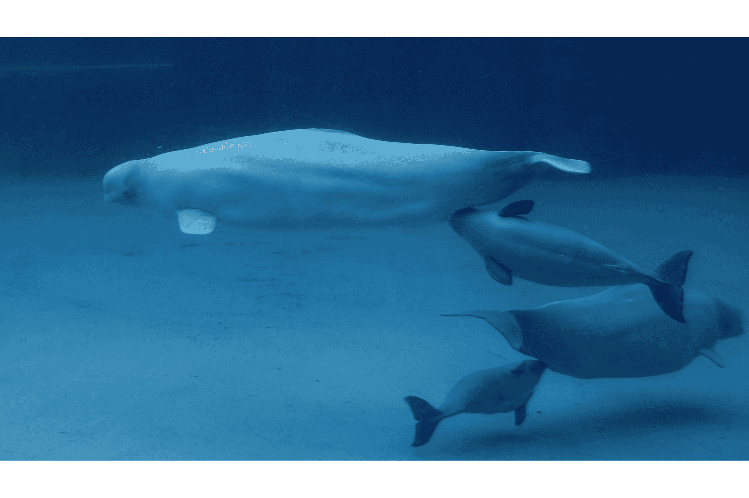 Beluga Whales: The Squishy-Headed Sea Clowns That Flirt With Their ...