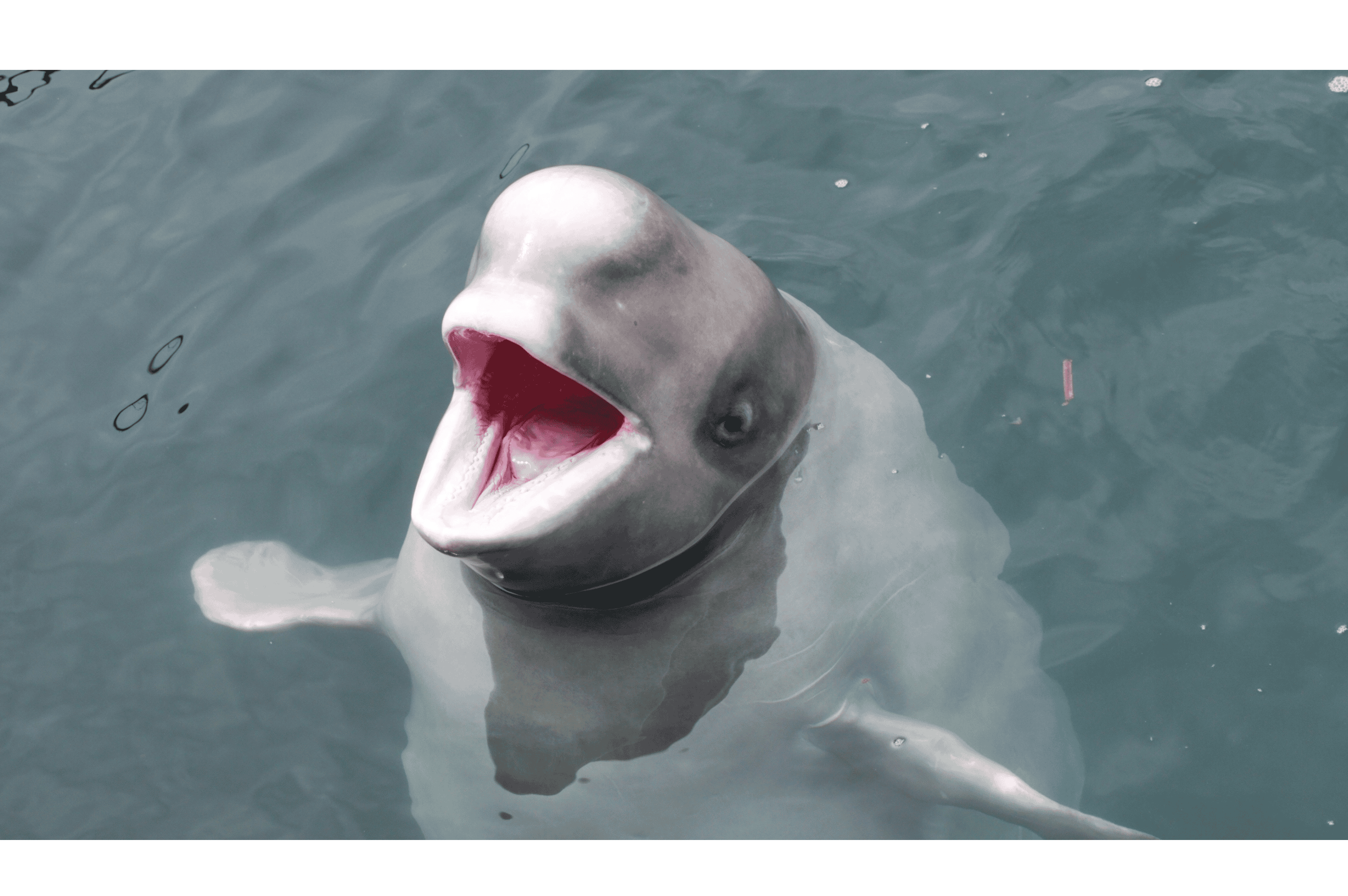 Beluga Whales: The Squishy-Headed Sea Clowns That Flirt With Their ...