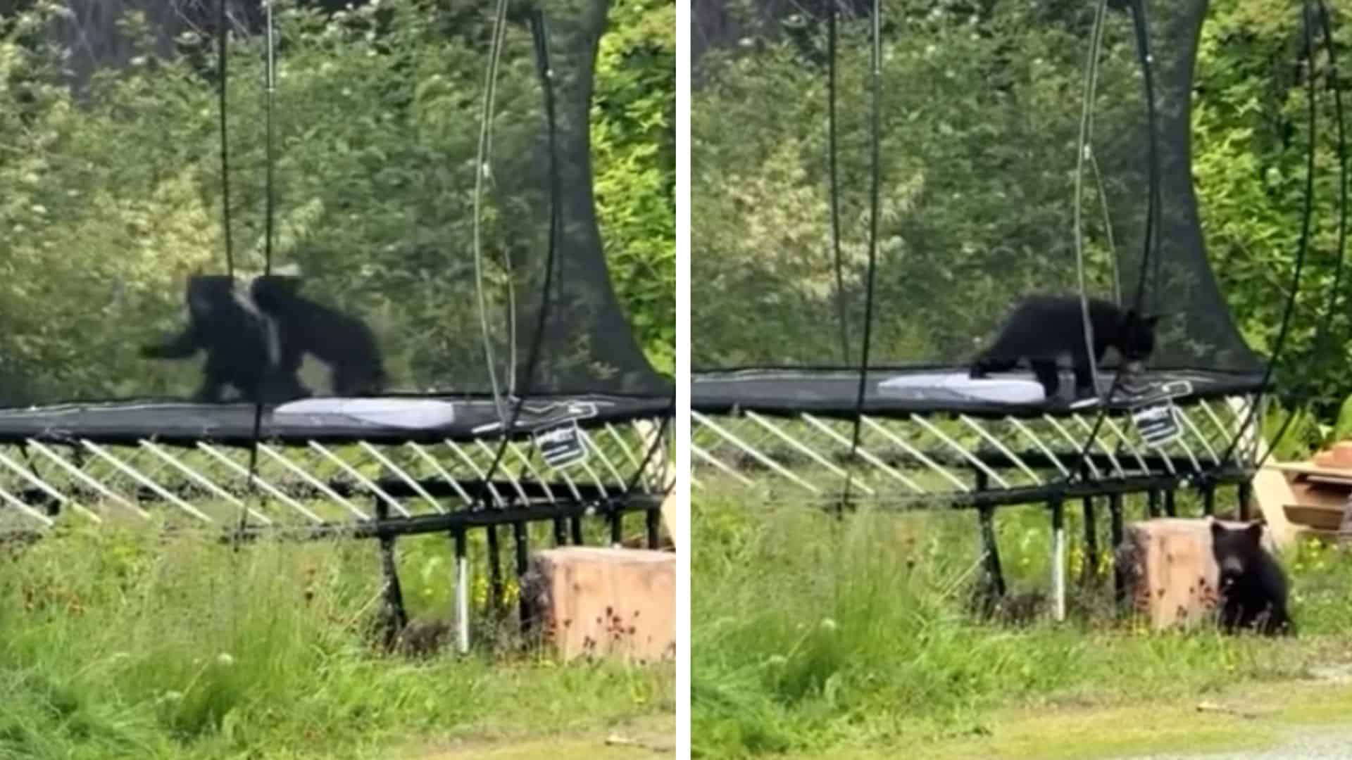 Bear Cubs Spotted Playing On A Trampoline In Canada - Animals Around ...