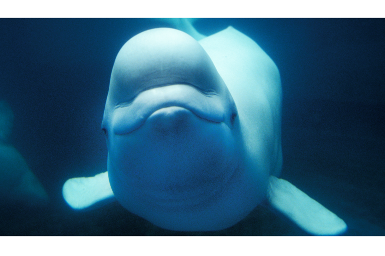 Beluga Whales: The Squishy-Headed Sea Clowns That Flirt With Their ...