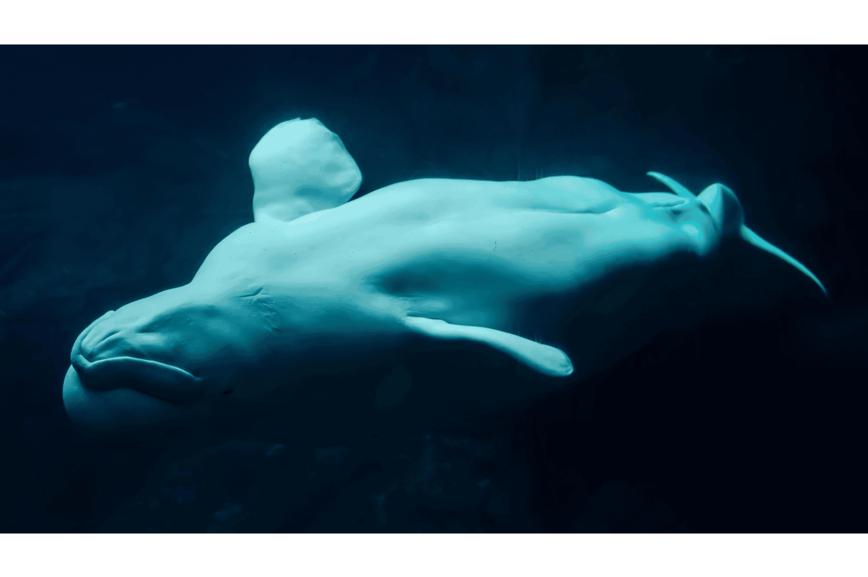 Beluga Whales: The Squishy-Headed Sea Clowns That Flirt With Their ...