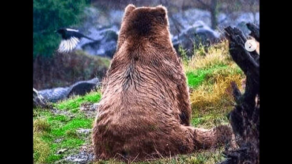 Bears Appreciate Nature Just As Much As We Do - Animals Around The Globe