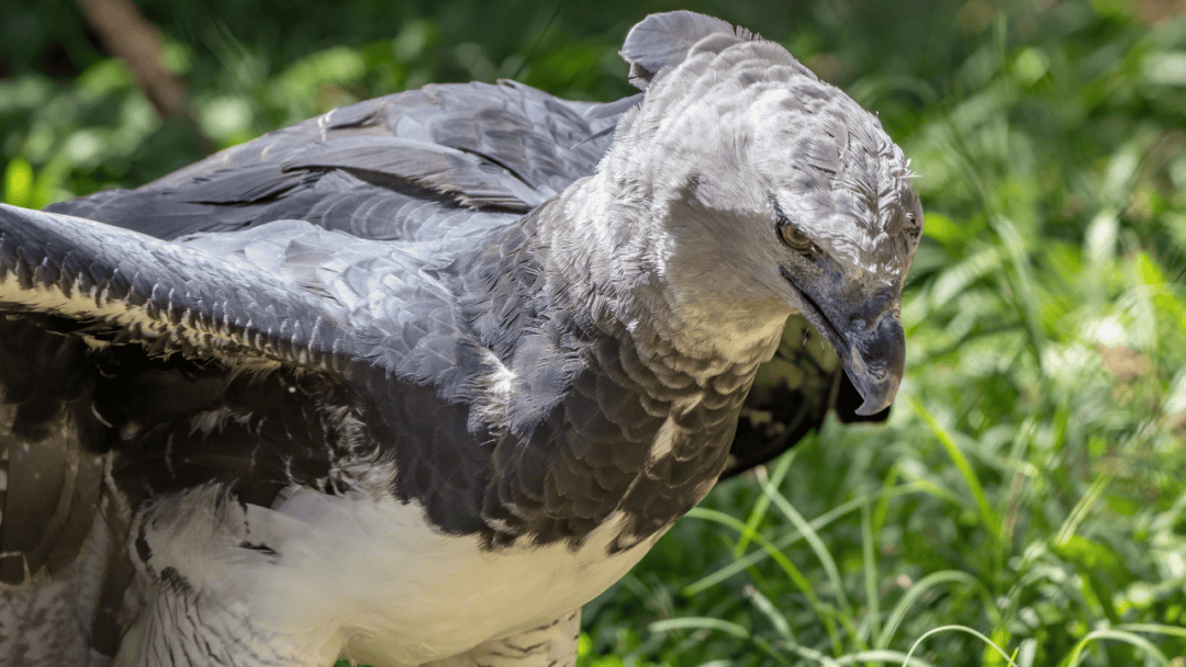 15 Fascinating Facts About the Harpy Eagle