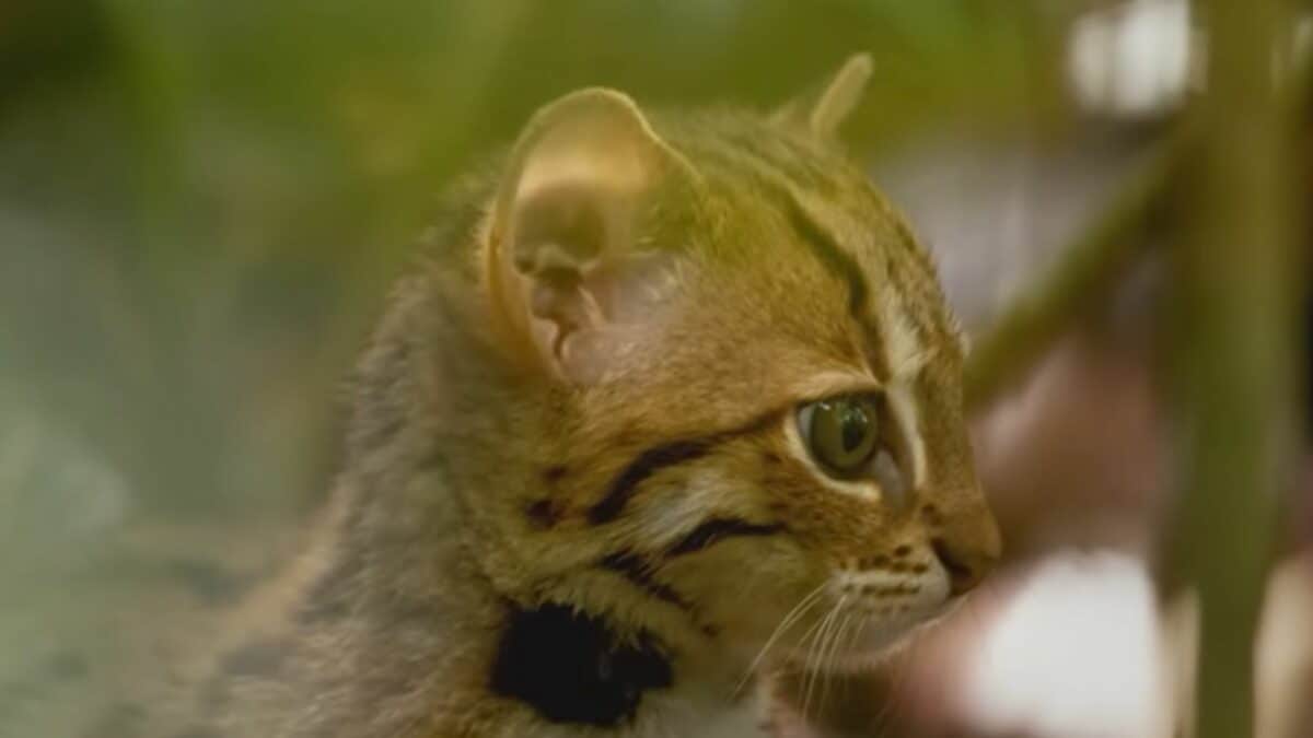 The Marvels of the Smallest Cat in the World - Animals Around The Globe
