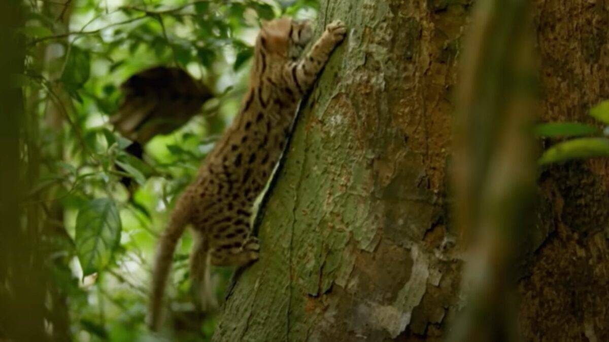 The Marvels of the Smallest Cat in the World - Animals Around The Globe