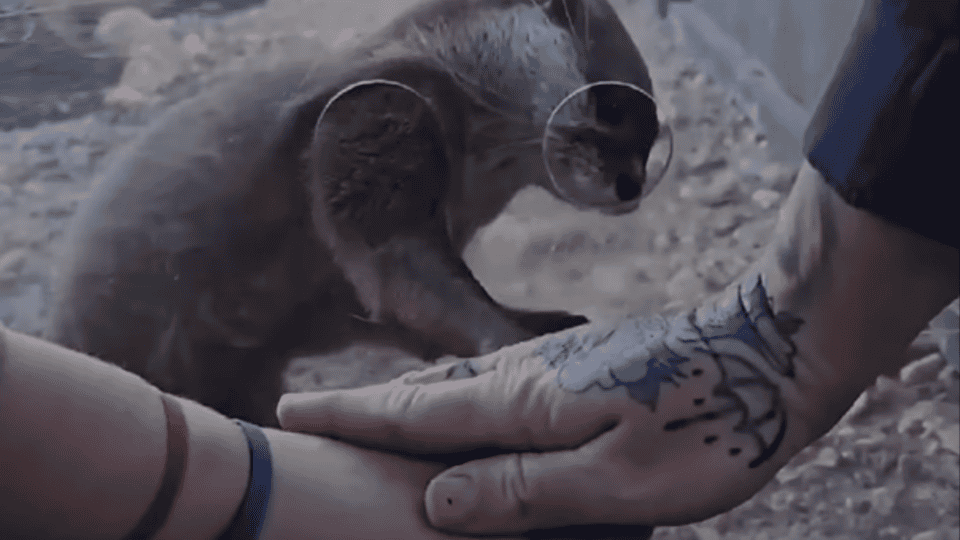 Adorable Zoo Animals Take On Viral “Hands In” Challenge - Animals ...