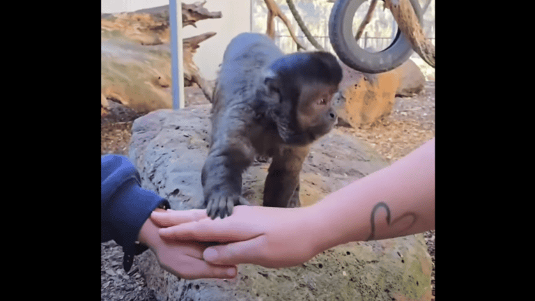 Adorable Zoo Animals Take On Viral “Hands In” Challenge - Animals ...