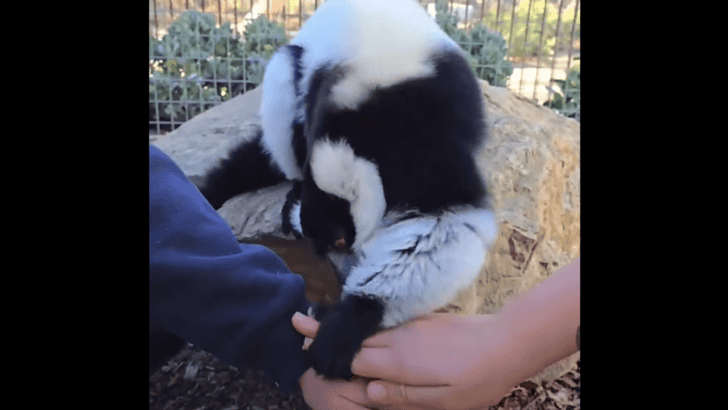 Adorable Zoo Animals Take On Viral “Hands In” Challenge - Animals ...