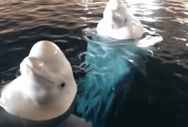 Why Beluga Whales Love to Mimic Human Voices