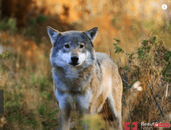 Against the Odds: Bear and Wolf Become Best Friends