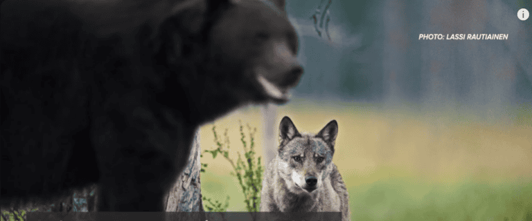 Against the Odds: Bear and Wolf Become Best Friends