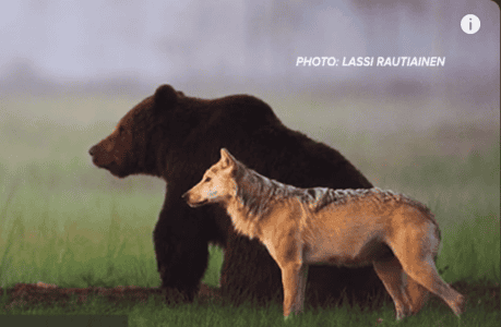 Against the Odds: Bear and Wolf Become Best Friends