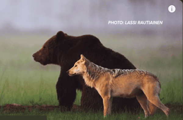 Against the Odds: Bear and Wolf Become Best Friends