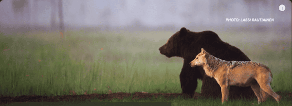 Against the Odds: Bear and Wolf Become Best Friends