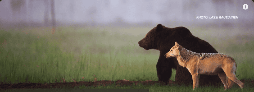 Against the Odds: Bear and Wolf Become Best Friends