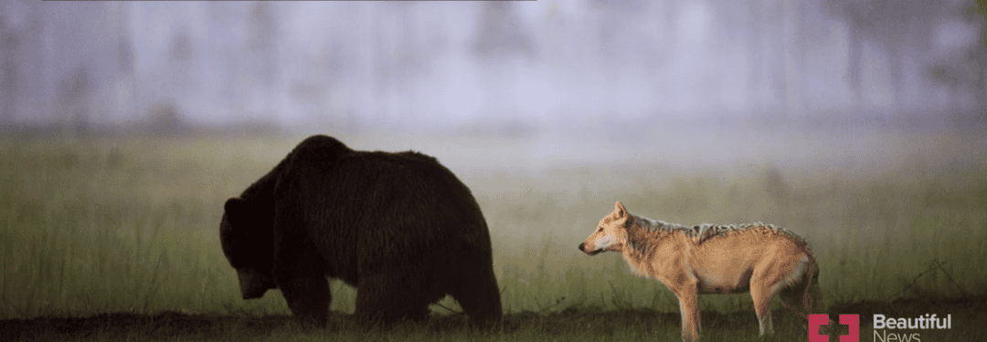 Against the Odds: Bear and Wolf Become Best Friends