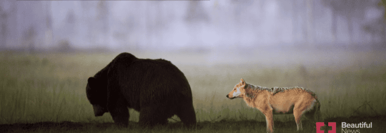 Against the Odds: Bear and Wolf Become Best Friends