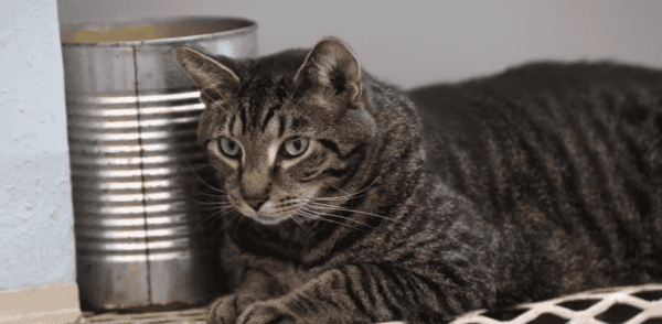 Behind Bars, Beside Cats: A Unique Rehabilitation Journey