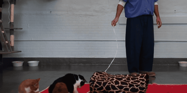 Behind Bars, Beside Cats: A Unique Rehabilitation Journey