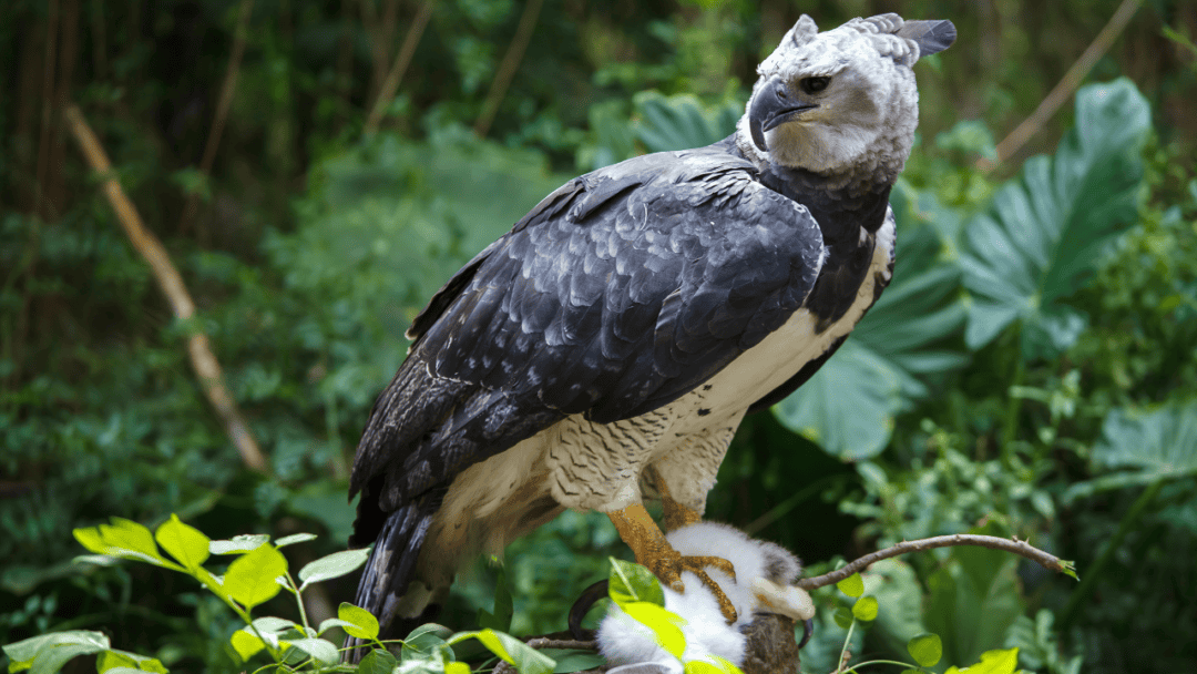 15 Fascinating Facts About the Harpy Eagle