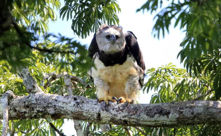 15 Fascinating Facts About the Harpy Eagle