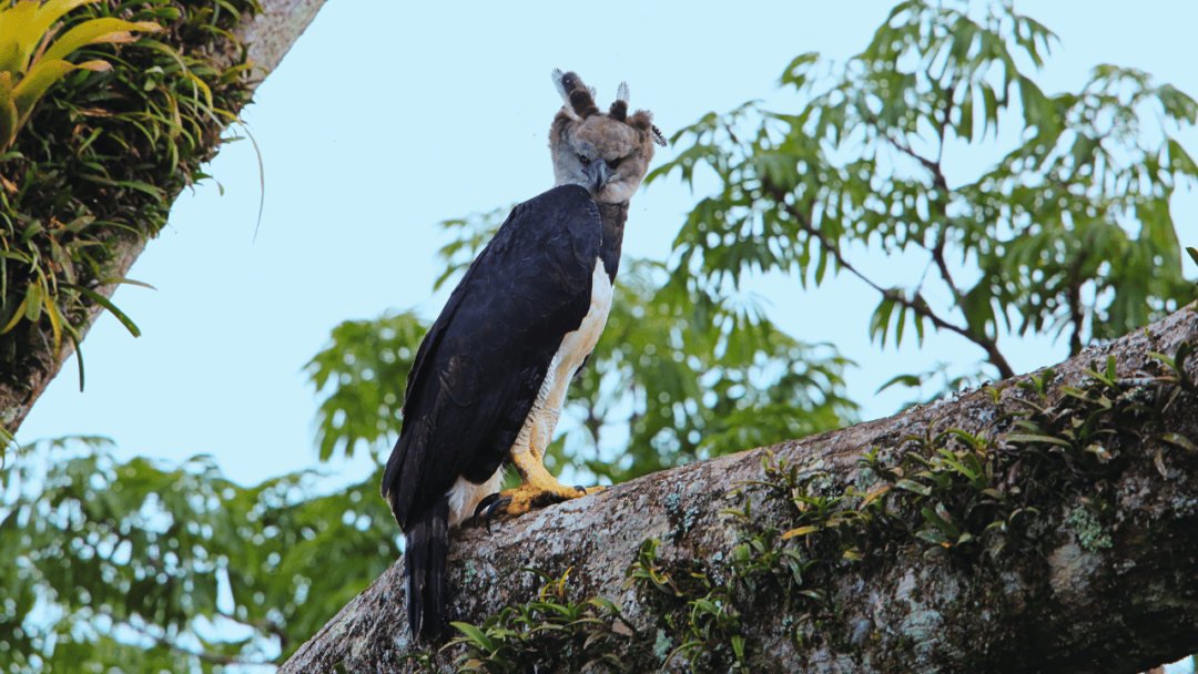 15 Fascinating Facts About the Harpy Eagle